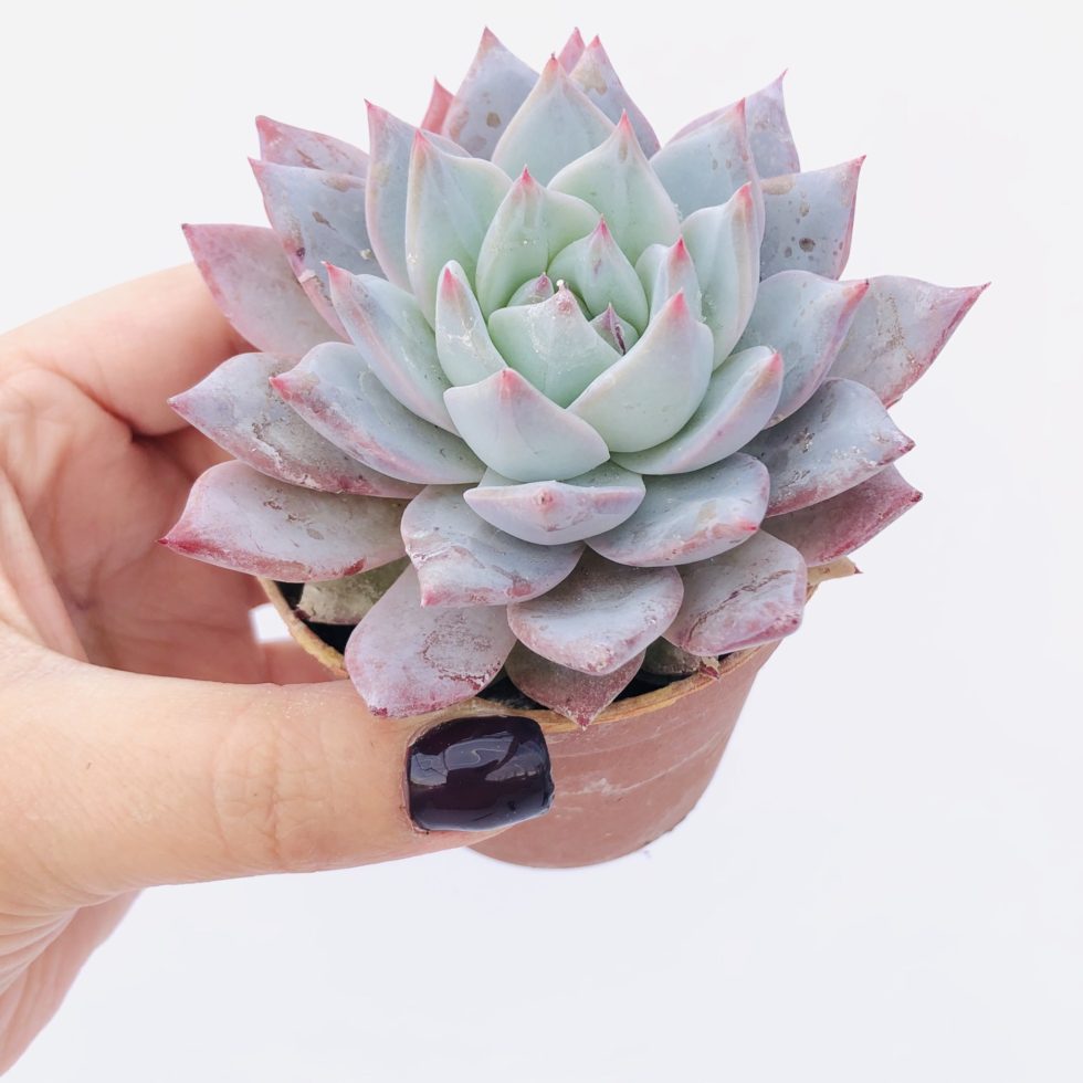 Top 11 Most Beautiful Blue Succulents (With Pictures)- Succulents Network
