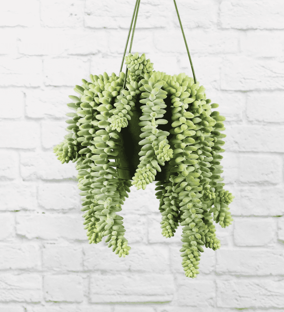 How to take Care of String of Pearls Flowering - Succulents Network