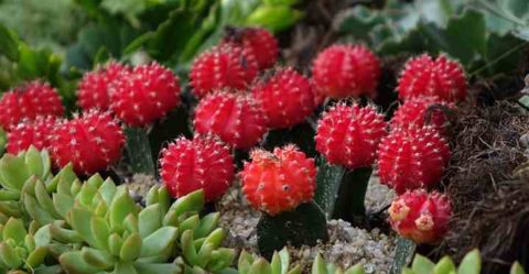 13 Rarest Cactus Plants In The World (With Pictures) - Succulents Network