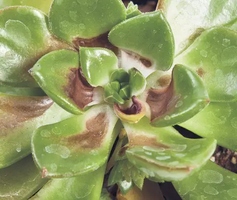 Succulent Sunburn In-Depth Guide (With Pictures) - Succulents Network