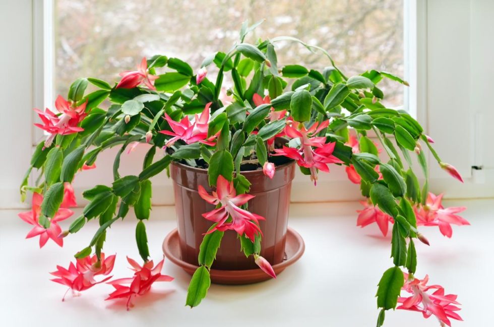 15 Poisonous Succulents (With Pictures)- Succulents Network
