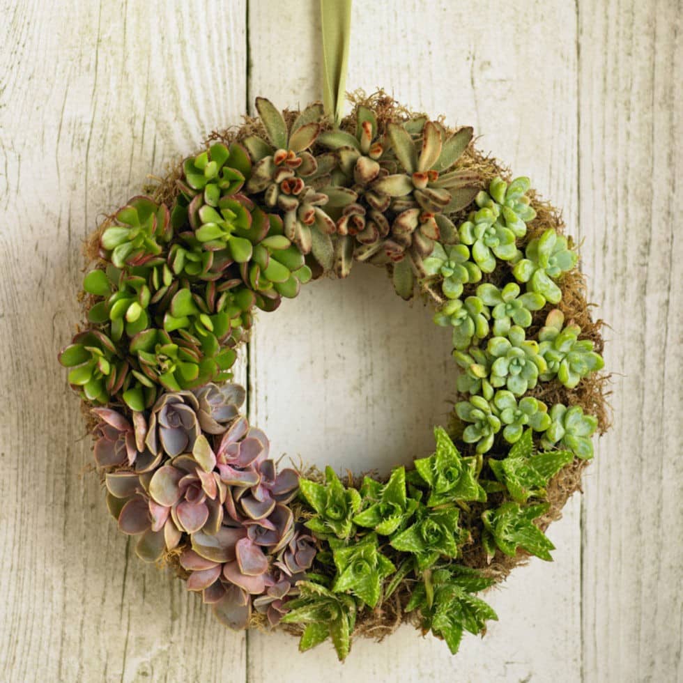 How to Make a Living Succulent Wreath - Succulents Network