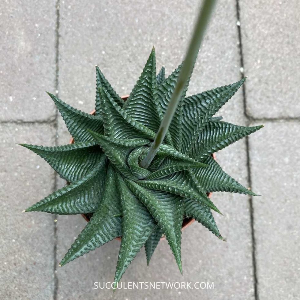 Haworthia Limifolia 'Fairy Washboard - Succulents Network