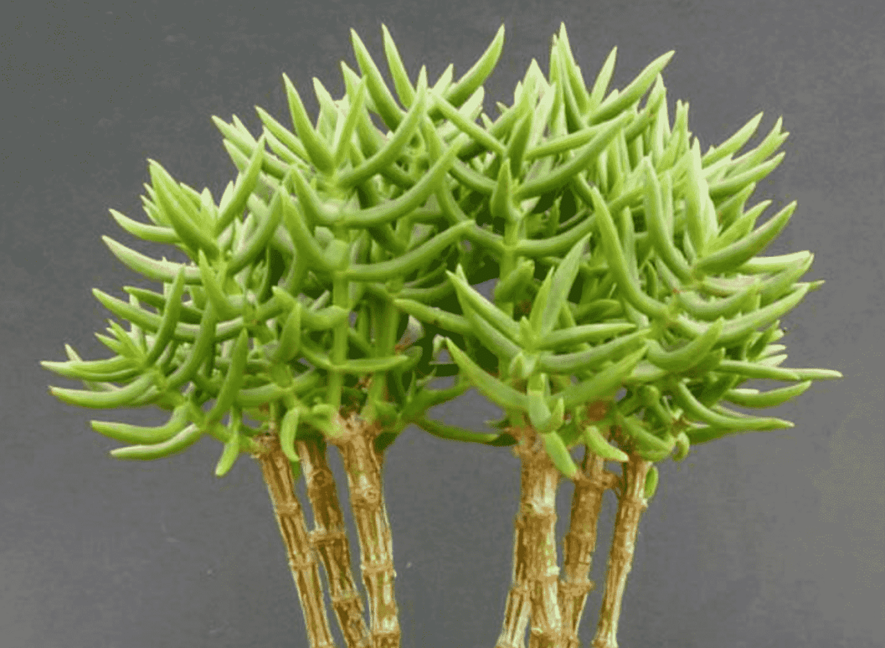 Crassula Tetragona (Care Guide With Picture)- Succulents Network