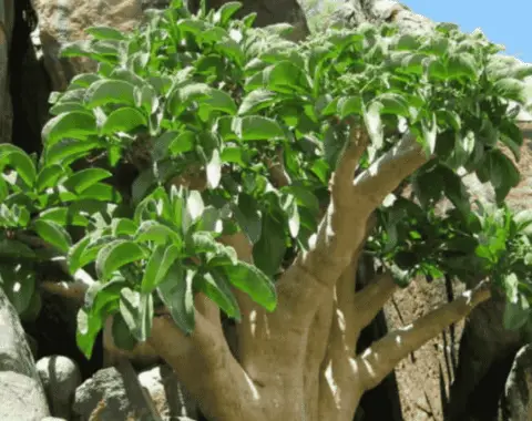 Cyphostemma Currorii 'Cobas Tree' - Succulents Network