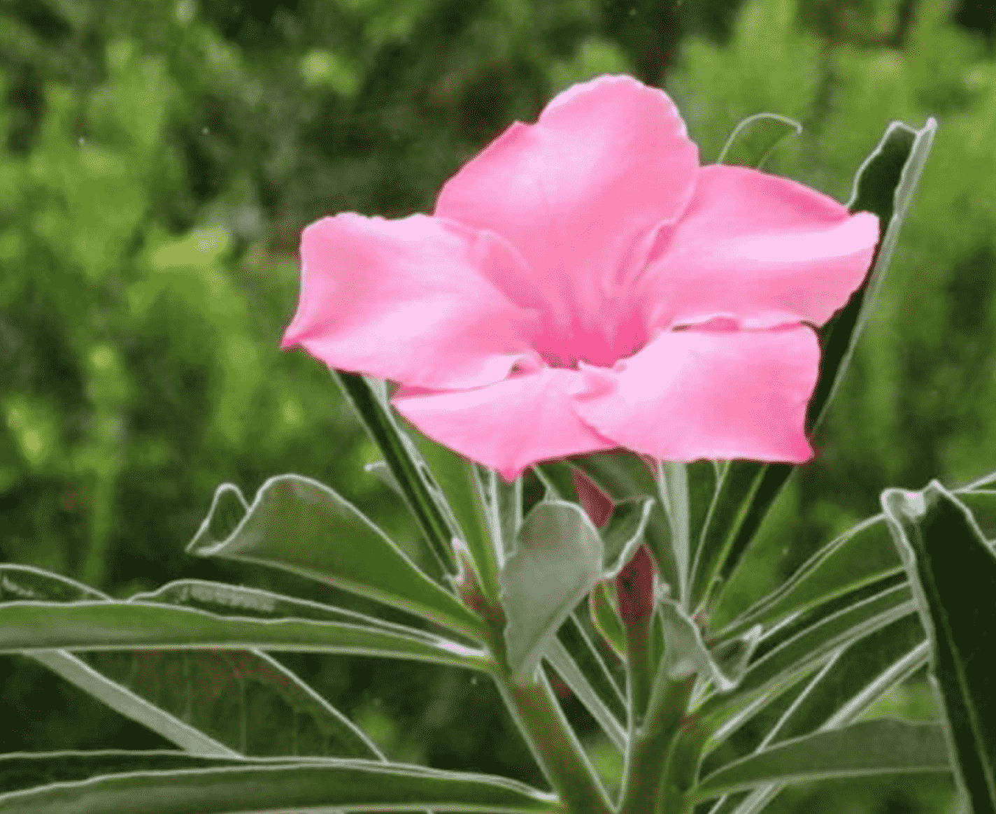 Adenium Obesum Subsp. Swazicum (Care Guide)- Succulents Network