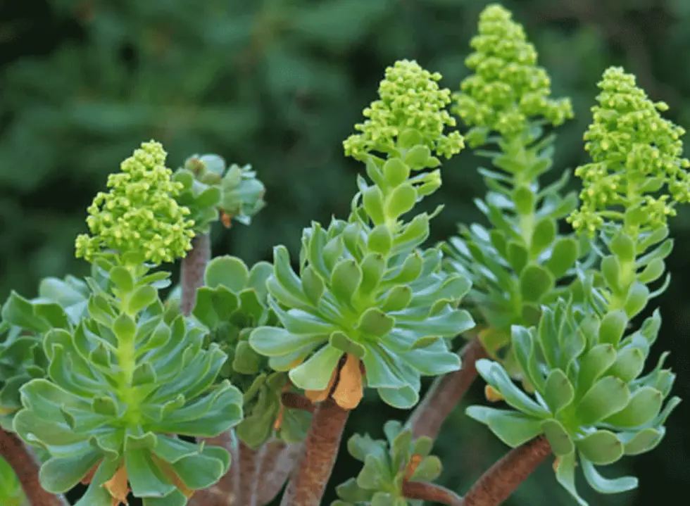 Aeonium Arboreum 'Tree Aeonium' (Care Guide)- Succulents Network