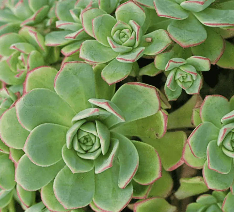 Aeonium Decorum Var. Guarimarense (Care Guide) - Succulents Network