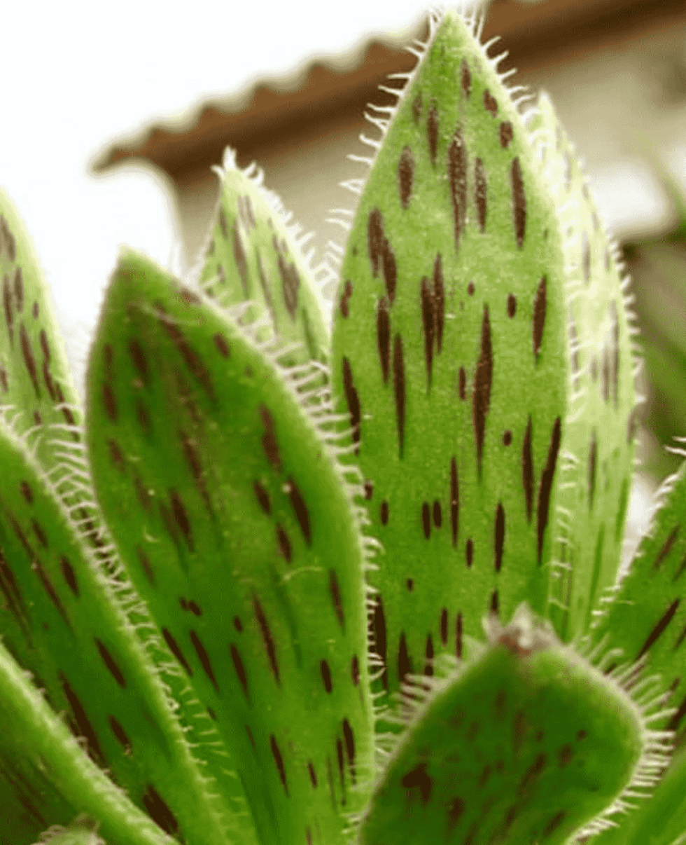 Aeonium Simsii (Care Guide With Pictures)- Succulents Network