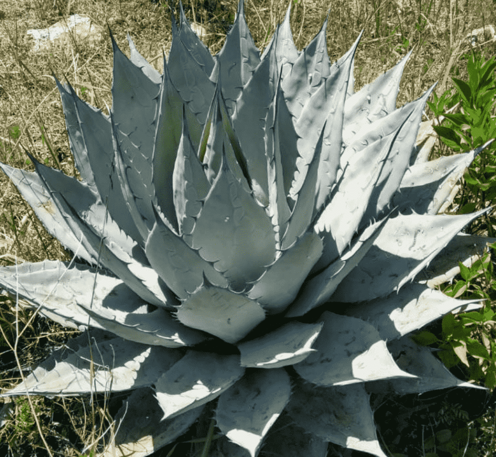 Agave Applanata 'Gray Agave' (Care Guide)- Succulents Network