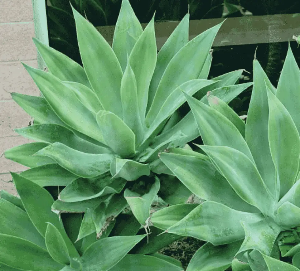 Agave Attenuata 'Fox Tail Agave' (Care Guide) - Succulents Network