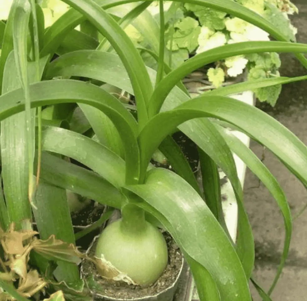 Albuca Barcteata (Care Guide With Pictures) - Succulents Network