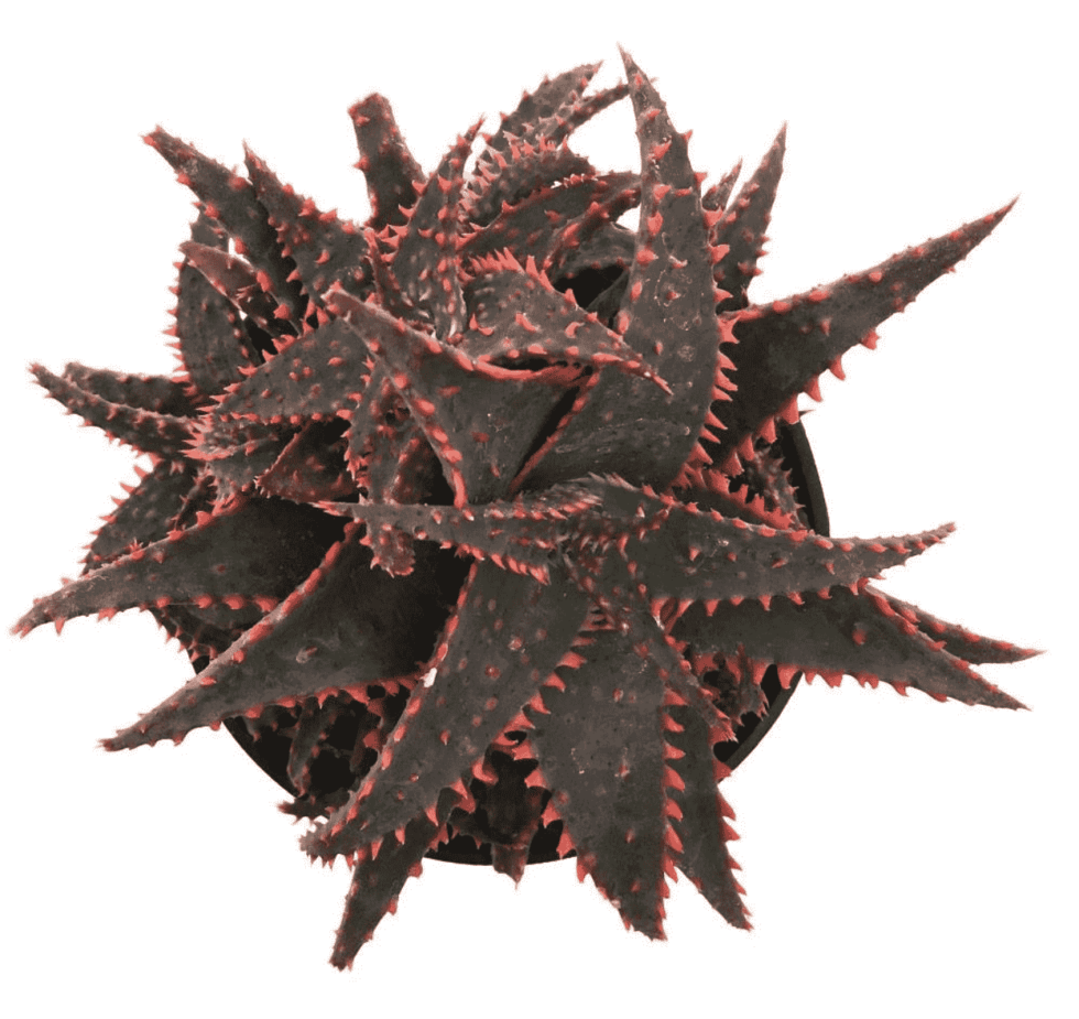 Aloe 'Christmas Sleigh’ (Care Guide With Pictures)- Succulents Network