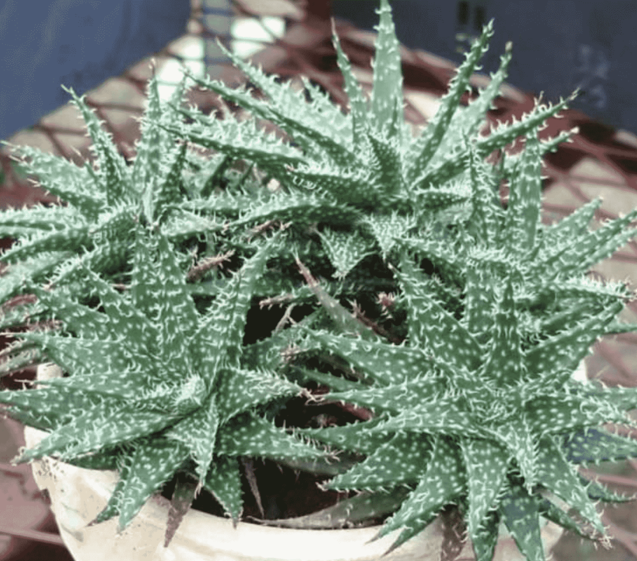 Aloe ‘Pepe' (Care Guide With Pictures) - Succulents Network