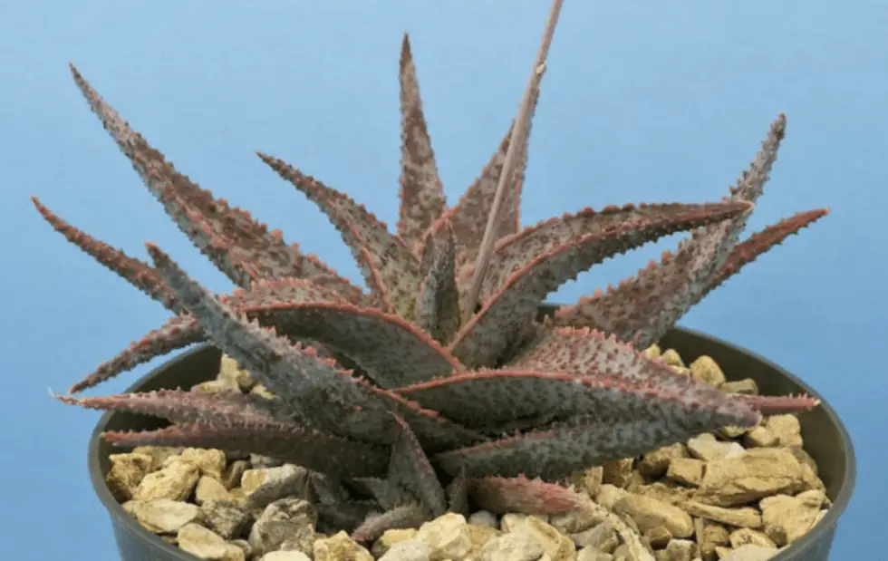 Aloe ‘Lavender Star’ (Care Guide With Pictures)- Succulents Network