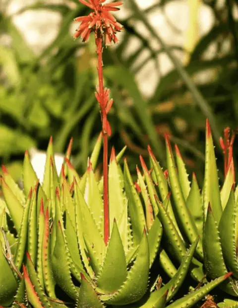 Aloe Bussei (Care Guide With Pictures)- Succulents Network