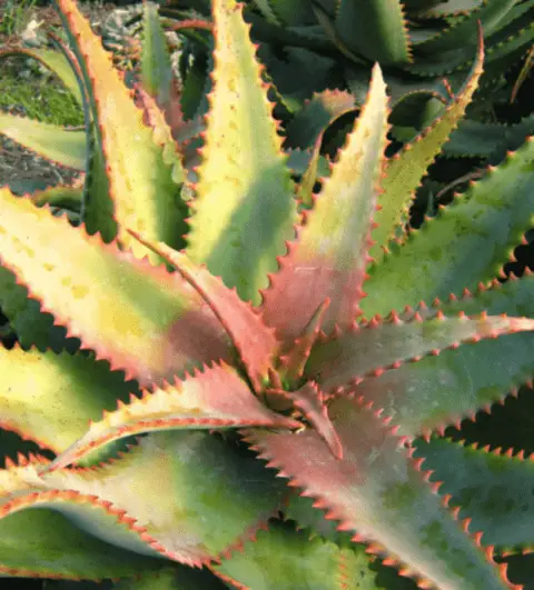 Aloe Elgonica (Care Guide With Pictures) - Succulents Network