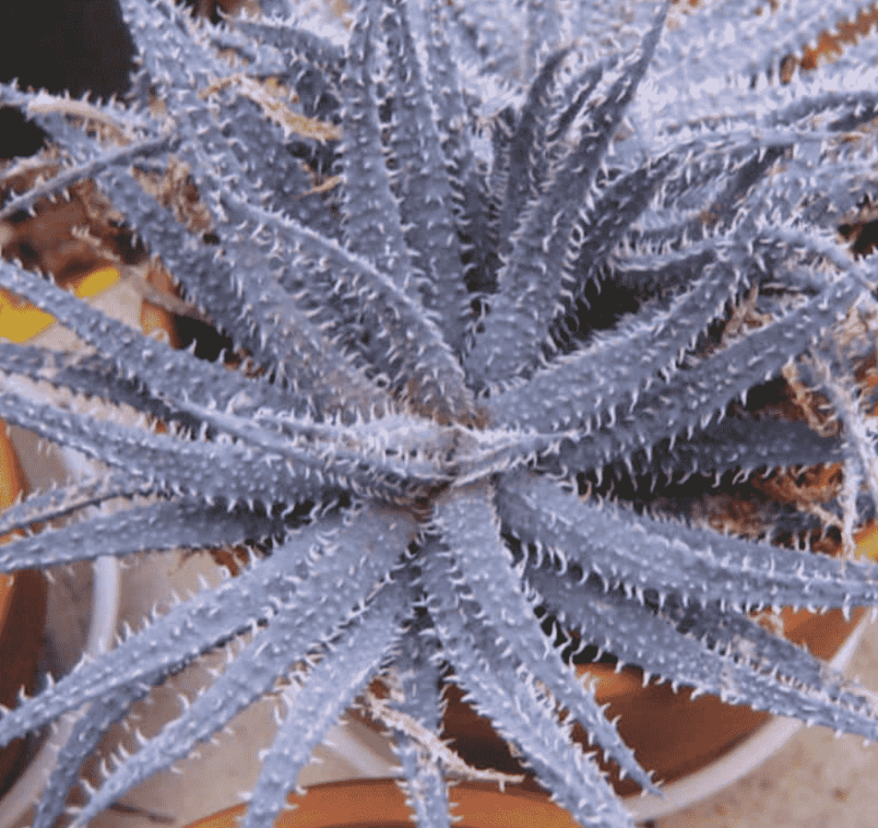 Aloe Parvula (Care Guide With Pictures) - Succulents Network