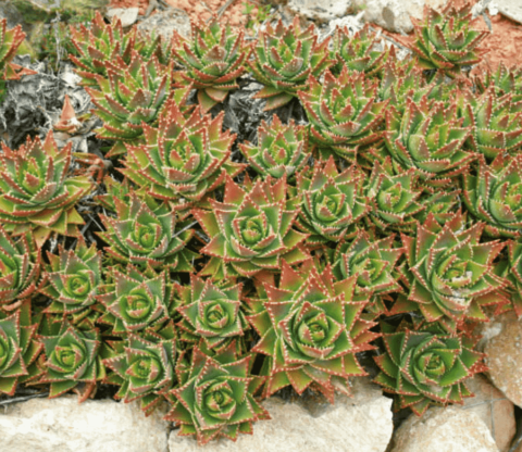 Aloe Nobilis 'Gold Tooth Aloe' - Succulents Network