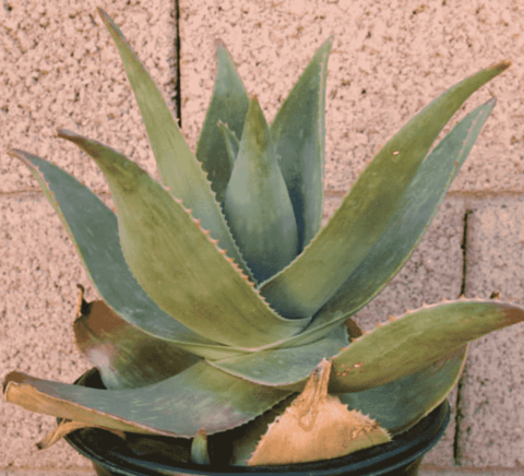 Aloe Striata ‘Ghost Aloe’ (Care Guide With Pictures)- Succulents Network