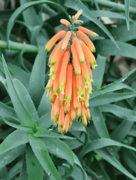 Aloiampelos Ciliaris 'Climbing Aloe' (Care Guide)- Succulents Network