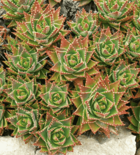 Aloe X Nobilis 'Gold Tooth Aloe' (Care Guide)- Succulents Network