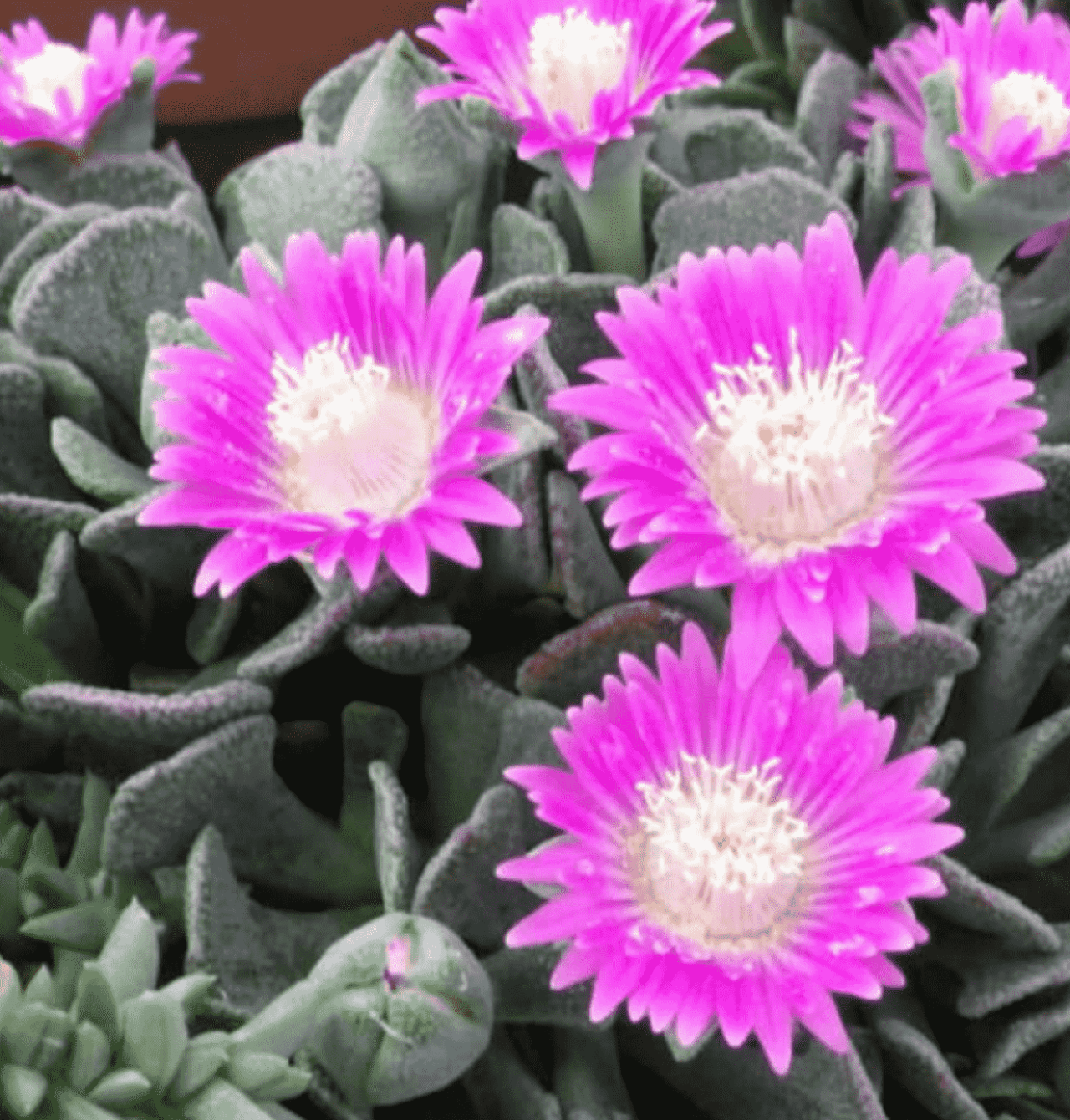 Aloinopsis Spathulata (Care Guide With Pictures) - Succulents Network