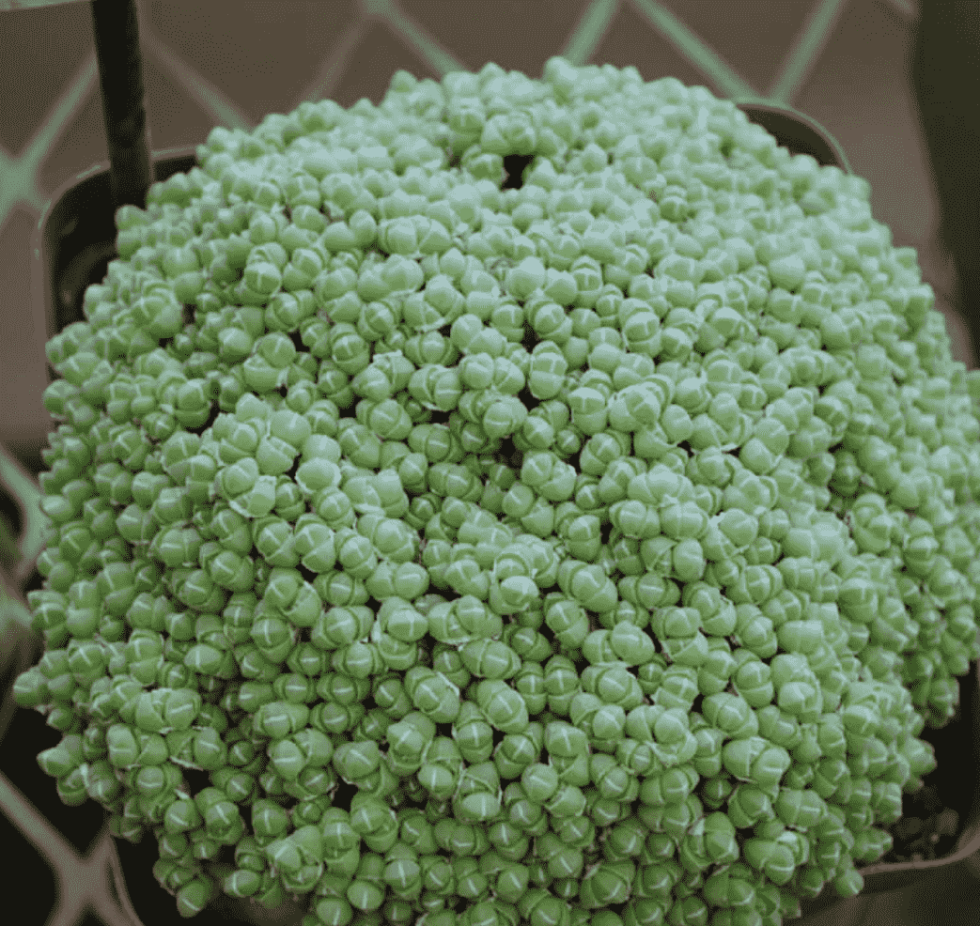 Antimima Evoluta (Care Guide With Pictures)- Succulents Network
