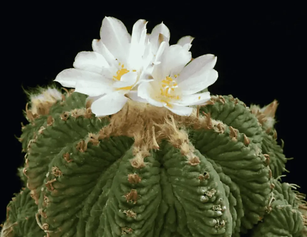 Aztekium Ritteri 'Aztec Cactus' (Care Guide)- Succulents Network