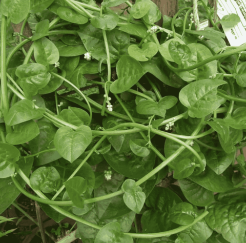 Basella Alba 'Malabar Spinach' - Succulents Network