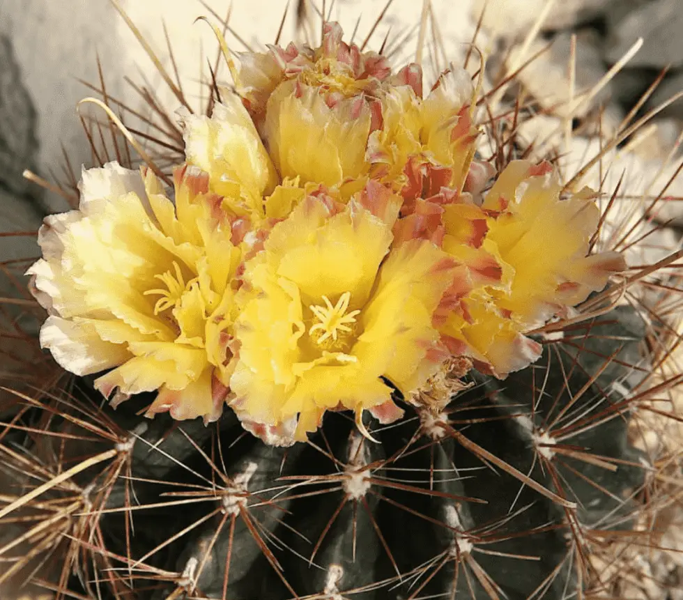 Ferocactus Hamatacanthus 'Mexican Fruit Cactus' - Succulents Network