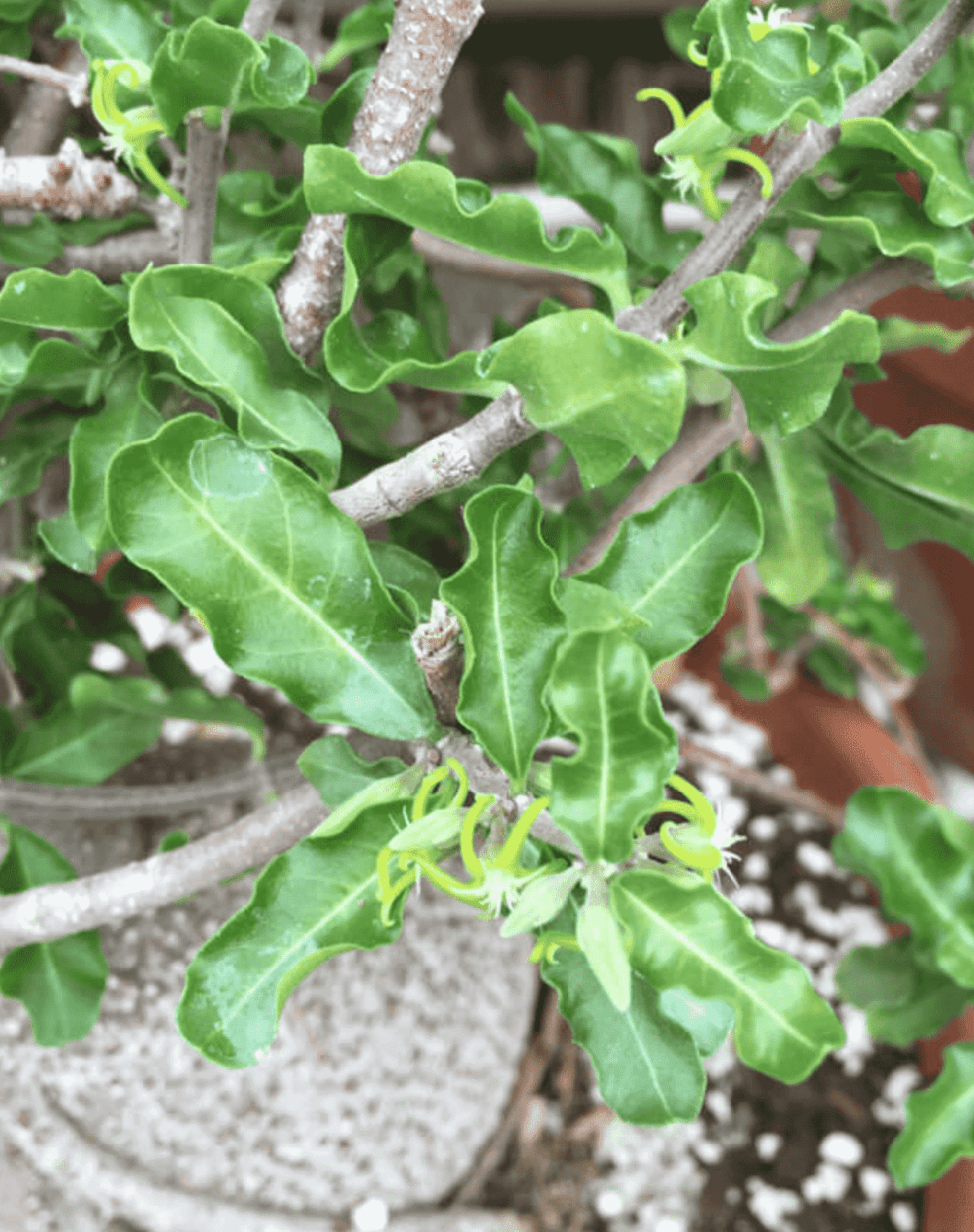 Fockea Crispa (Care Guide With Pictures)- Succulents Network