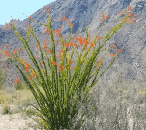Fouquieria Splendens 'Ocotillo' (Care Guide)- Succulents Network