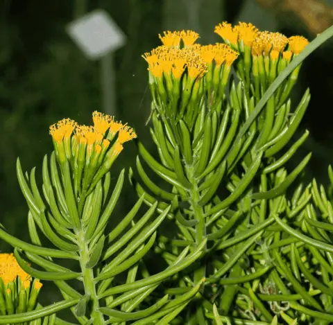 Senecio Barbertonicus 'Succulent Bush Senecio' - Succulents Network