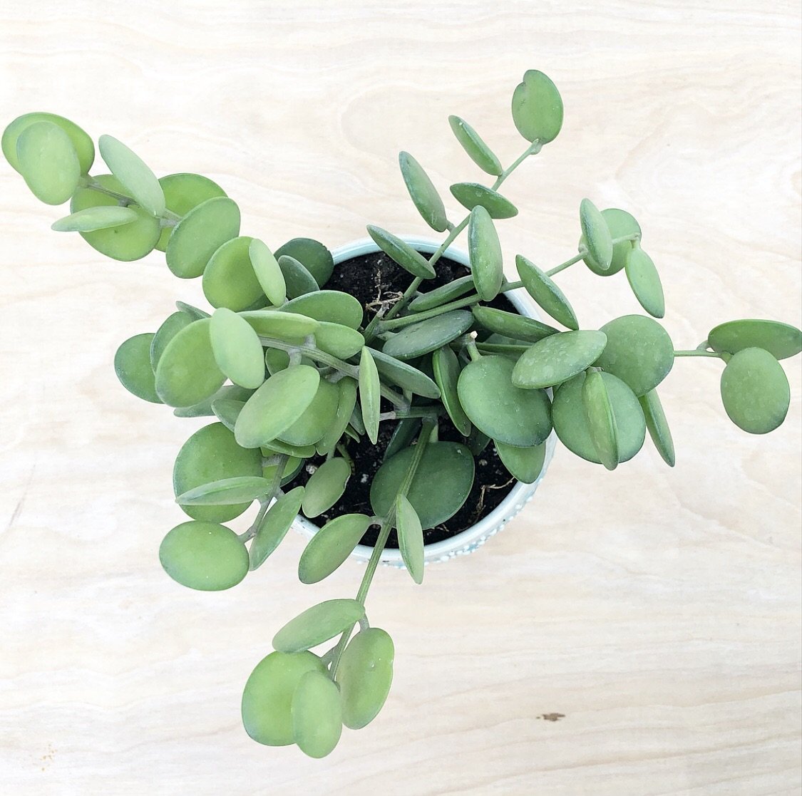 Xerosicyos Danguyi 'Silver Dollar Vine' - Succulents Network