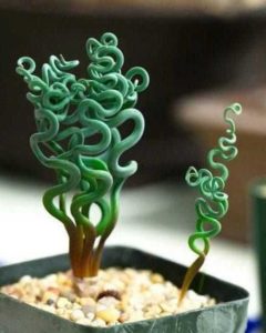 Trachyandra Tortilis (Guide With Pictures) - Succulents Network