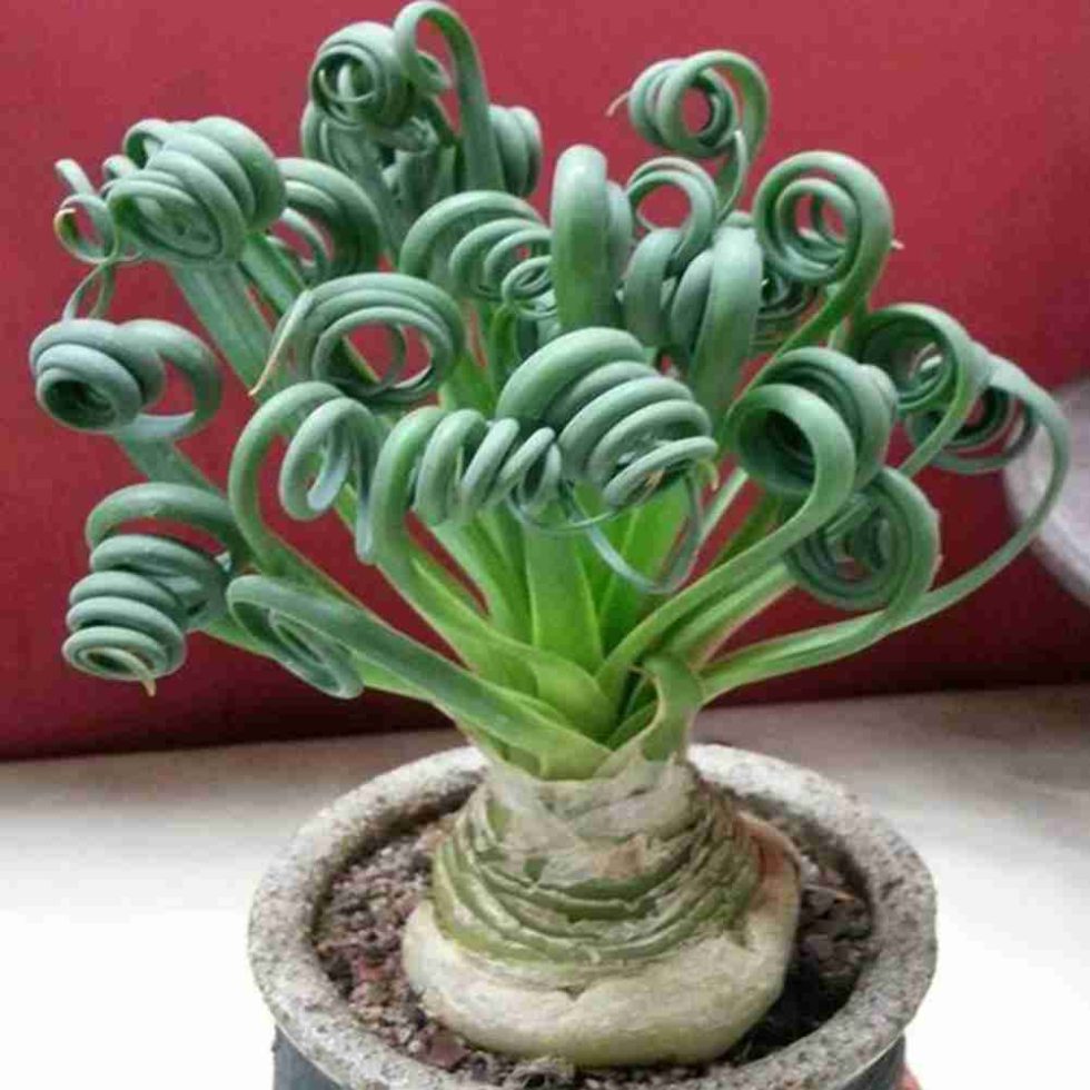 Trachyandra Tortilis (Guide With Pictures) - Succulents Network