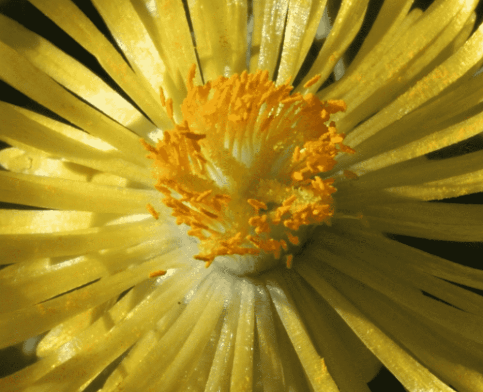 Hereroa Brevifolia (Care Guide With Pictures) - Succulents Network