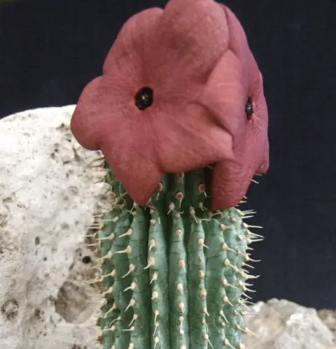 Hoodia Currorii (Care Guide With Pictures) - Succulents Network